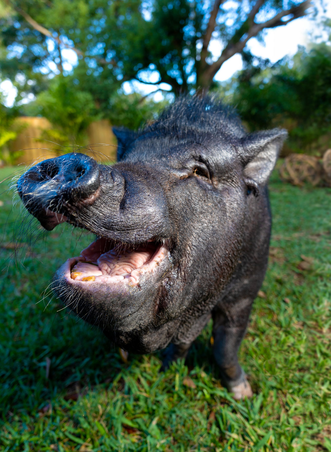 Hog Wild • The Local Winter Garden