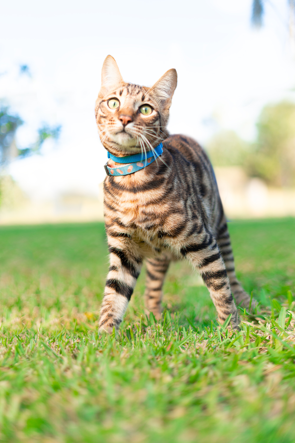 The Wonderful Thing About Toygers • The Local Winter Garden