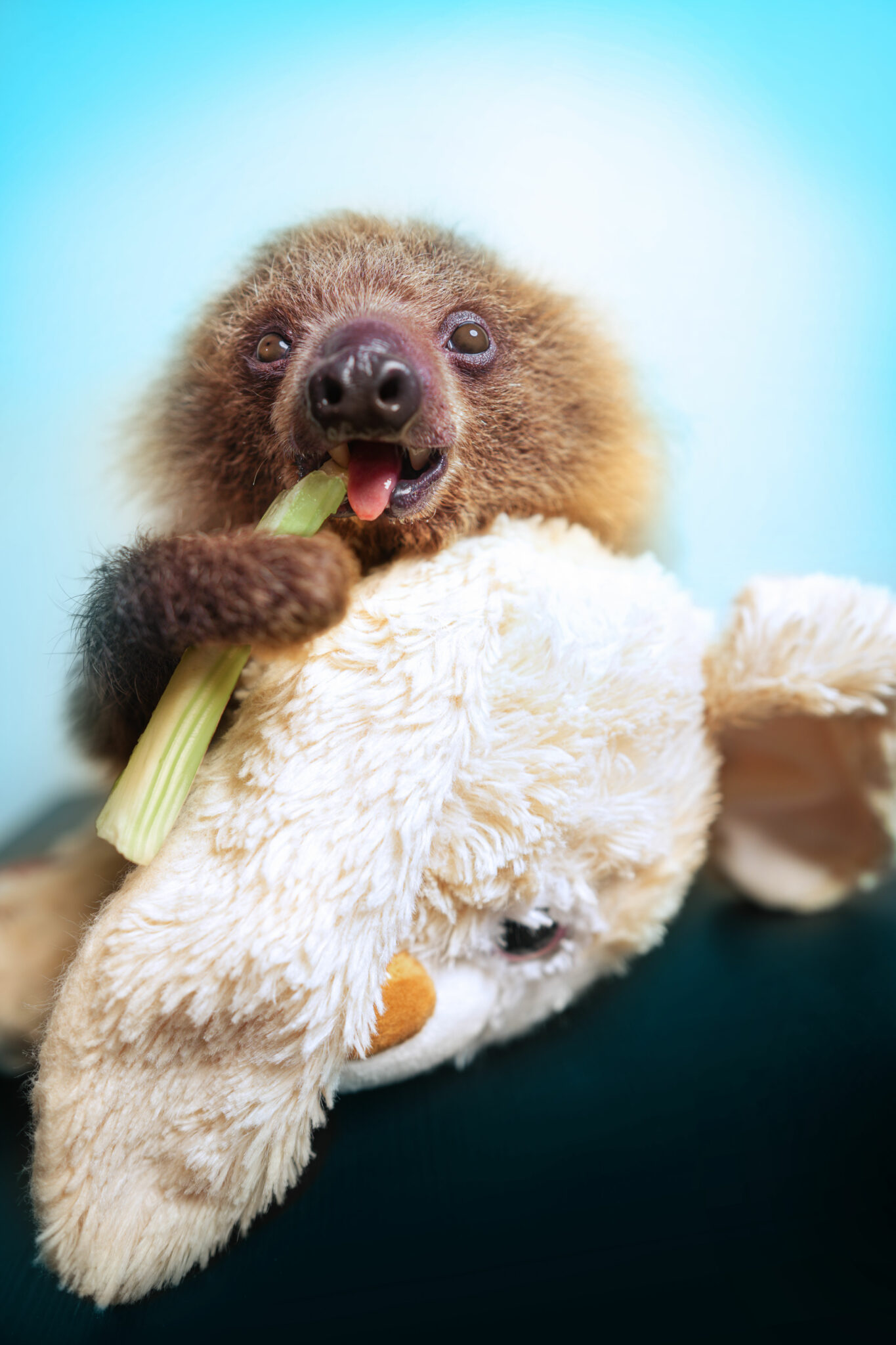 Toothless Two-Toed Sloth • The Local Winter Garden